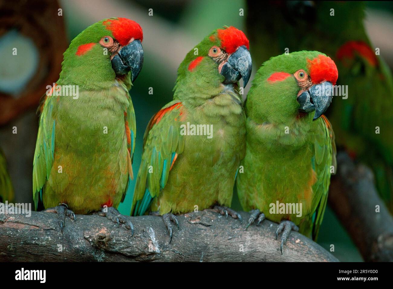 Red-fronted (Ara rubrogenys) Macaws Stock Photo - Alamy