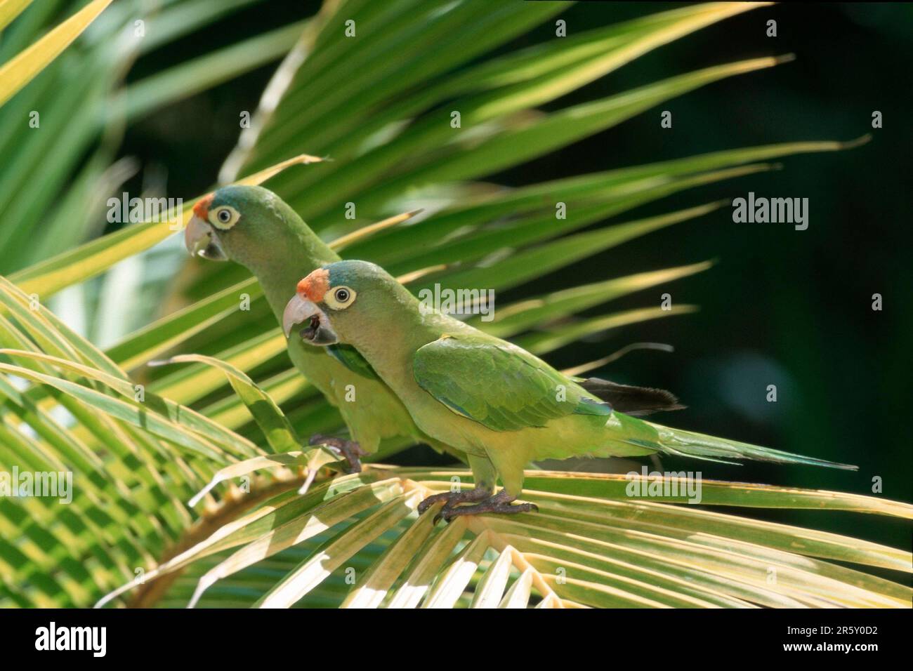 Orange-fronted Conures, Honduras (Aratinga canicularis), side Stock ...