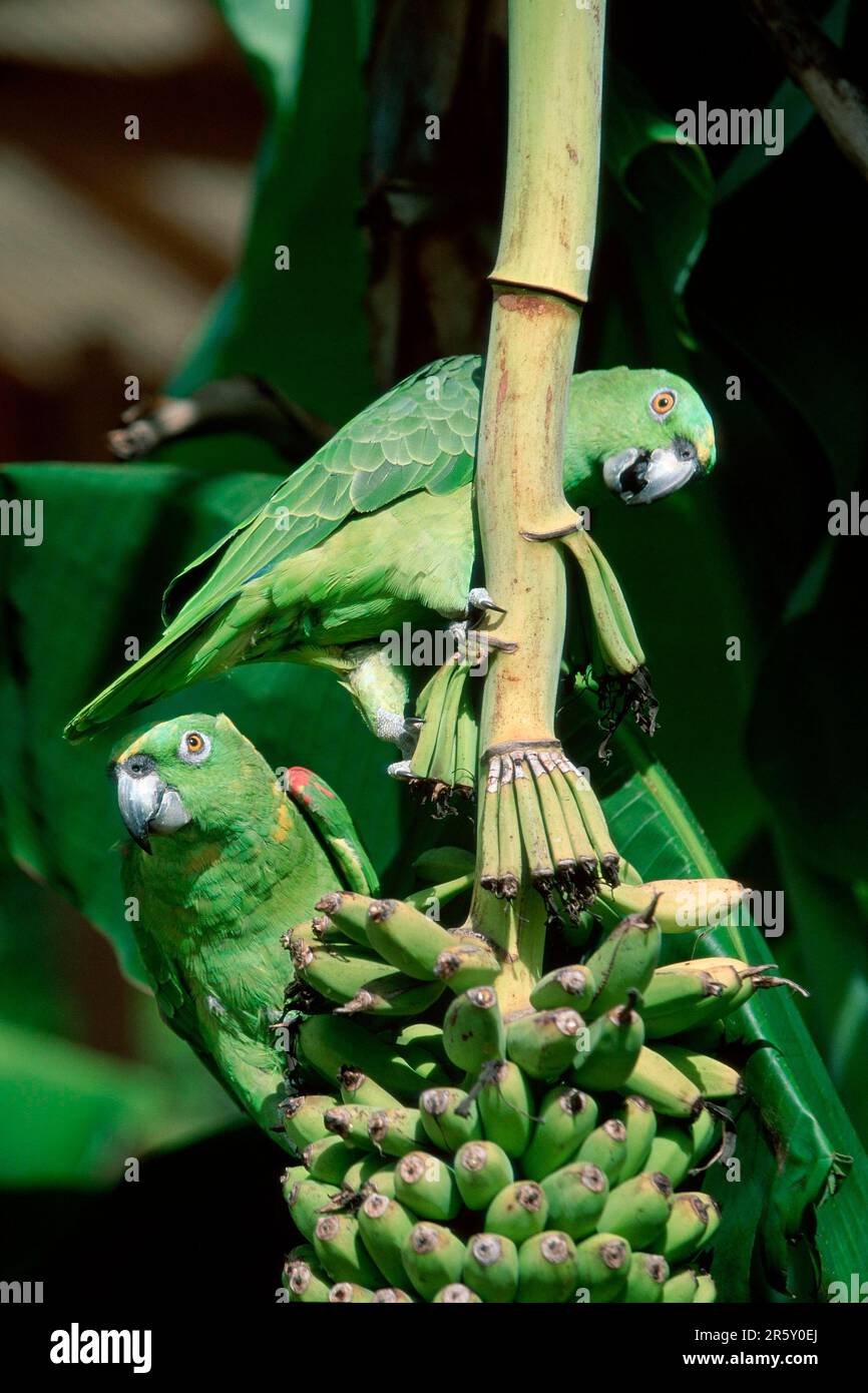 Yellow-naped Amazons, pair, Honduras (Amazona ochrocephala auropalliata ...