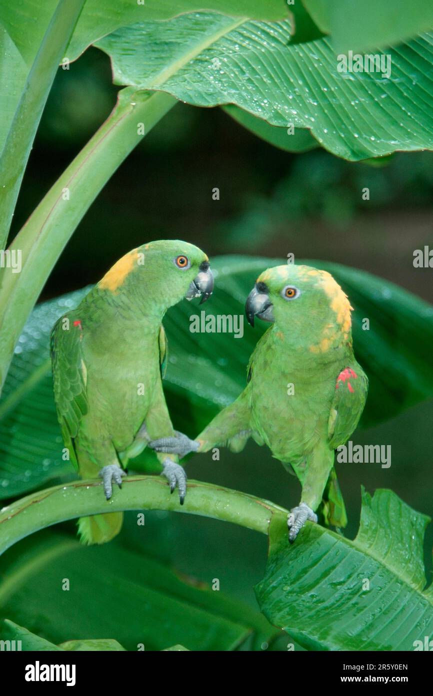 Yellow-naped Amazon, pair (Amazona ochrocephala auropalliata), Honduras ...