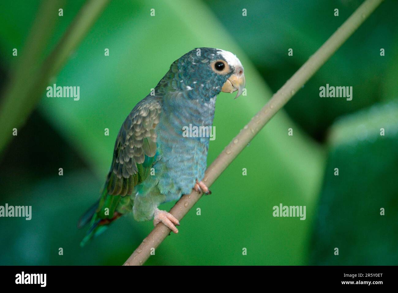 White capped pionus hi-res stock photography and images - Alamy