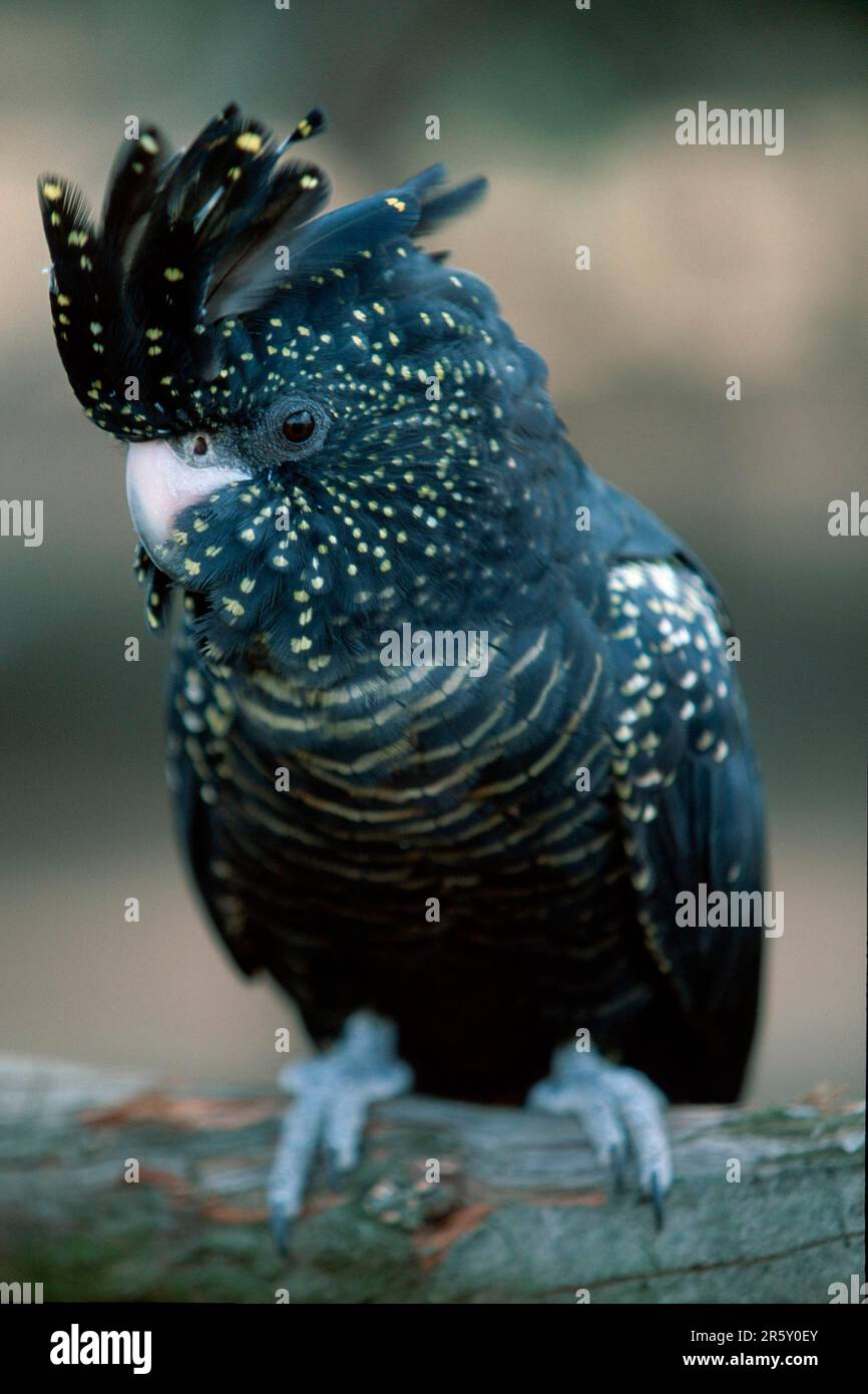 Red-tailed Black Cockatoo (Calyptorhynchus banksii), female Stock Photo ...