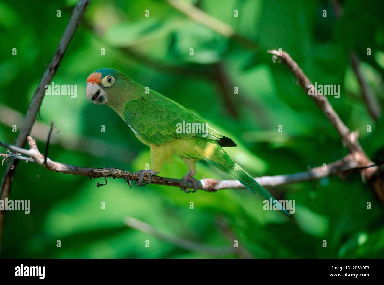 Orange fronted conure hi-res stock photography and images - Alamy