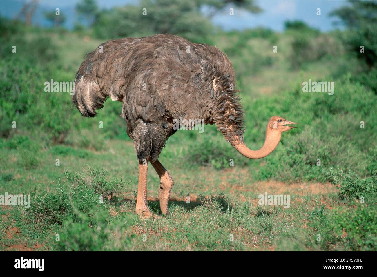 Somali Ostrich, female, Samburu Game Reserve, Kenya (Struthio camelus ...