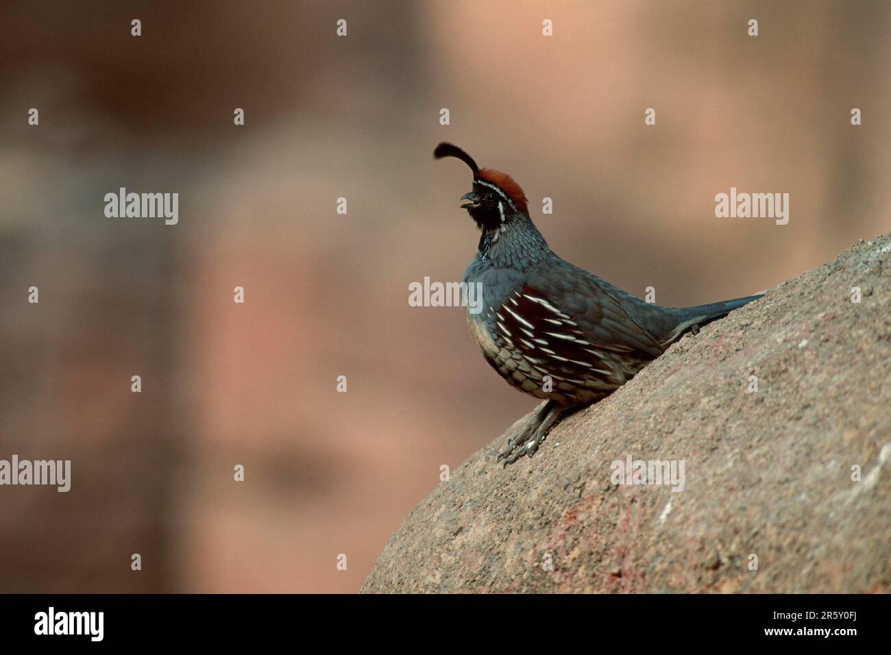 Gambel's quail sonora desert hi-res stock photography and images - Alamy