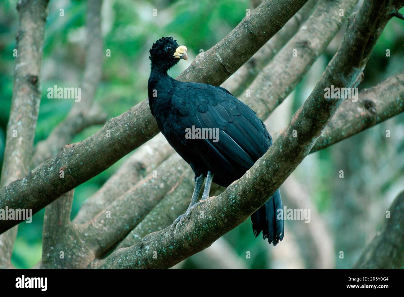 Black Hokkaido, male, Costa Rica (Crax alector Stock Photo - Alamy