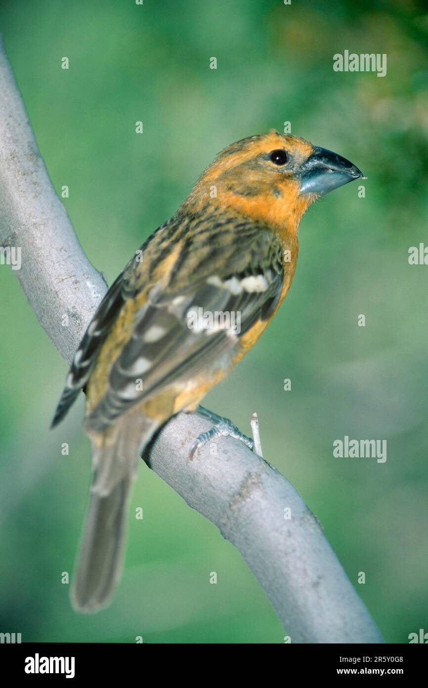 Yellow grosbeak (Pheucticus chrysopeplus), Sonora Desert, Arizona, USA ...