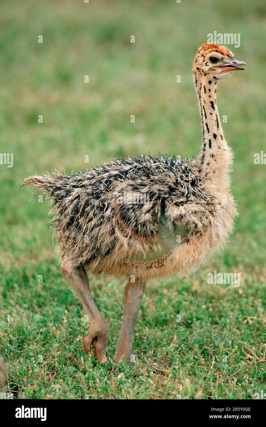 South African Ostrich (Struthio camelus australis), chick, Kruger ...