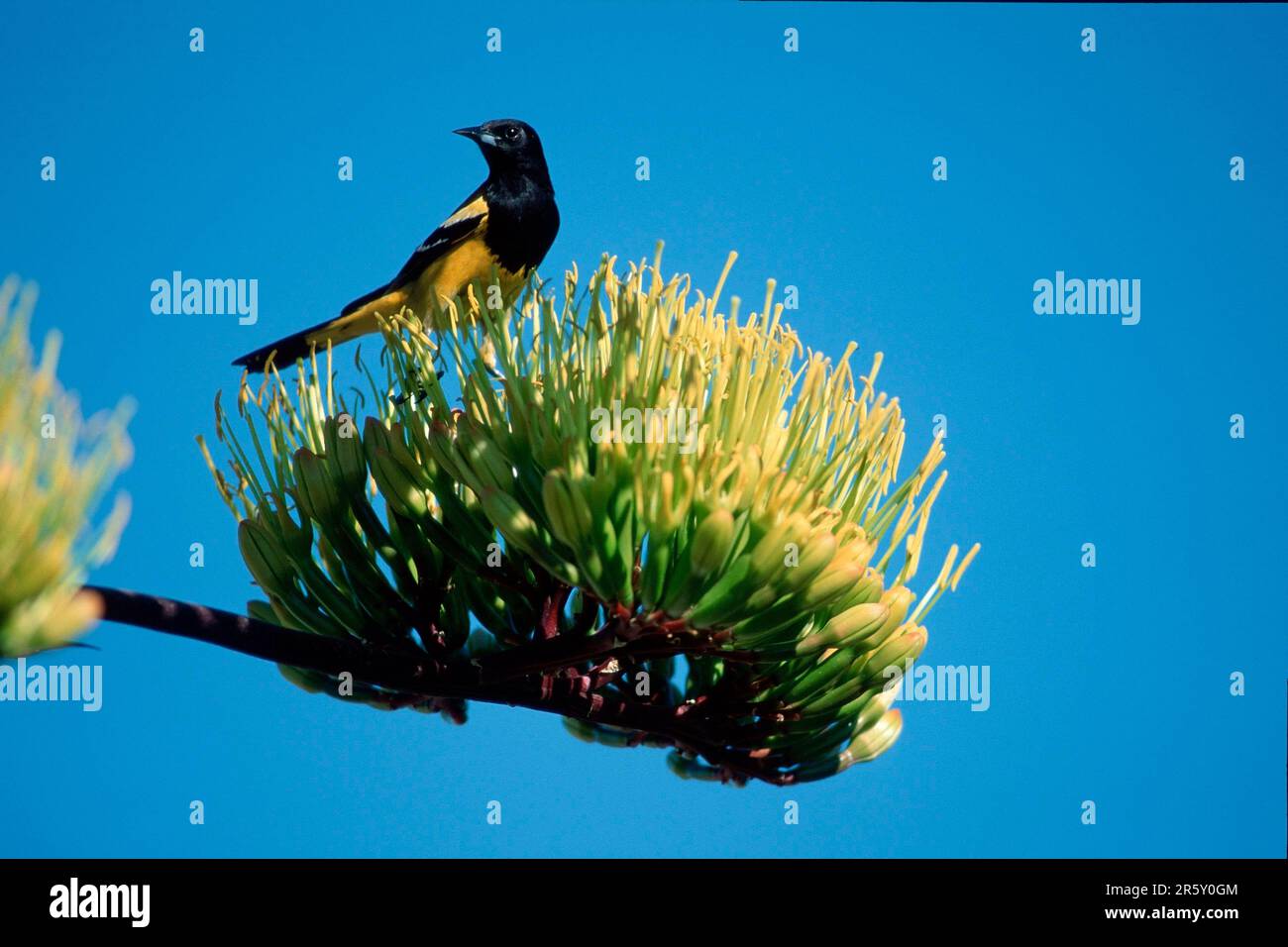 Scott's oriole icterus parisorum hi-res stock photography and images ...