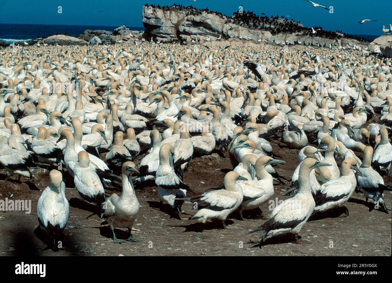 Cape gannet (Morus capensis), colony, Lambert's Bay, South Africa (Sula ...