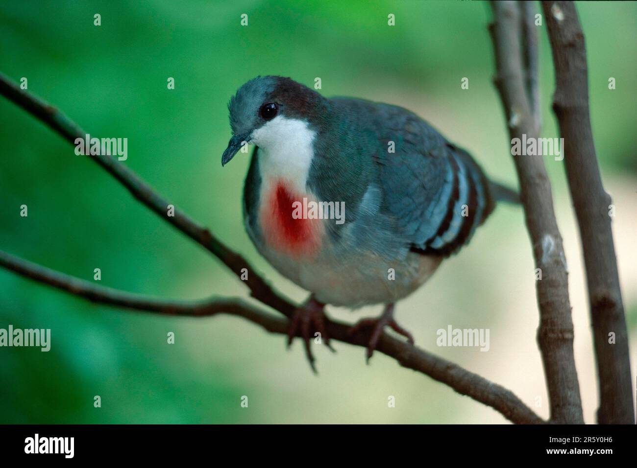 Luzon Bleeding Heart Pigeon (Gallicolumba luzonica), Australia Stock ...