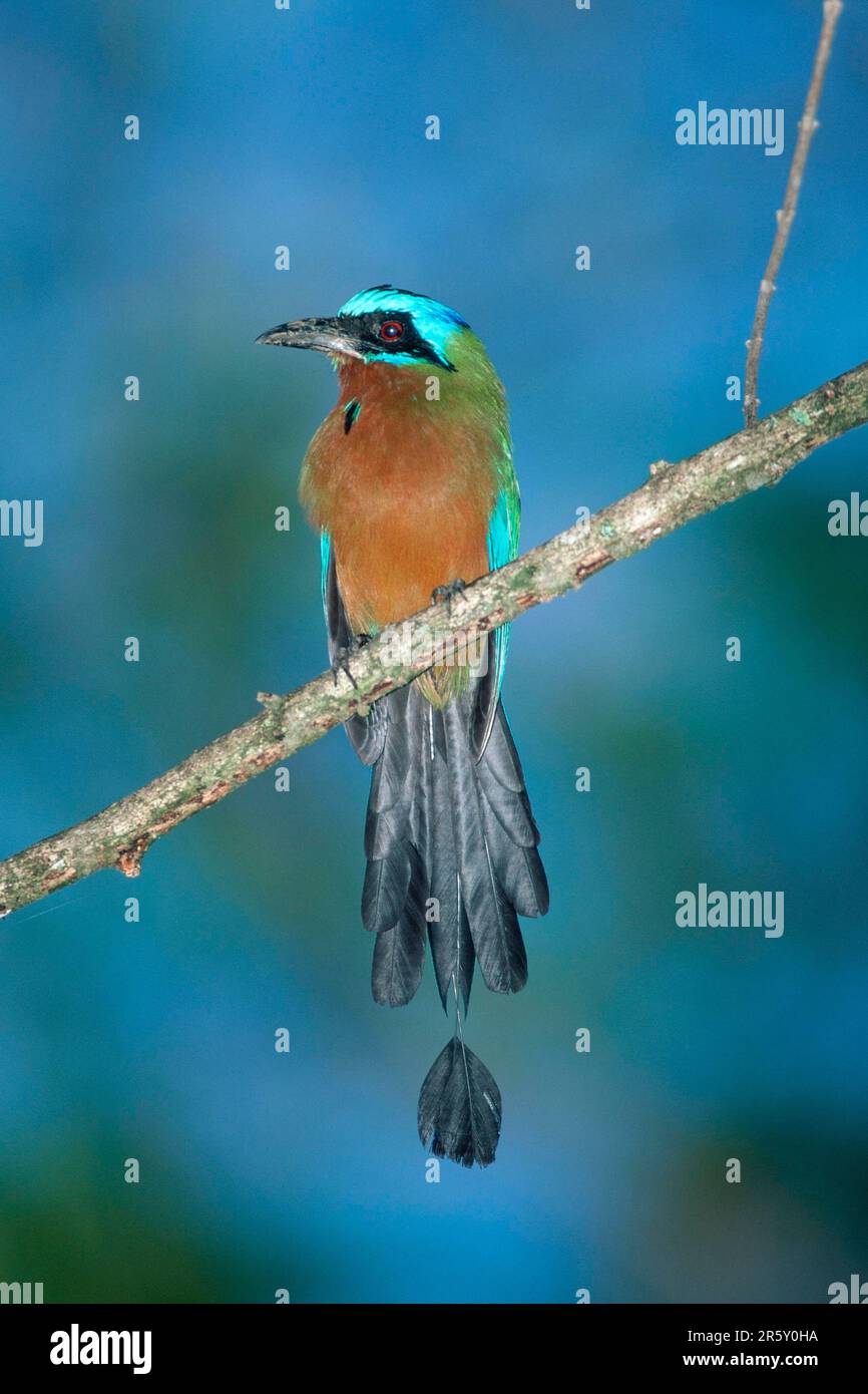 Blue-crowned motmot (Momotus momota), Tobago Stock Photo - Alamy