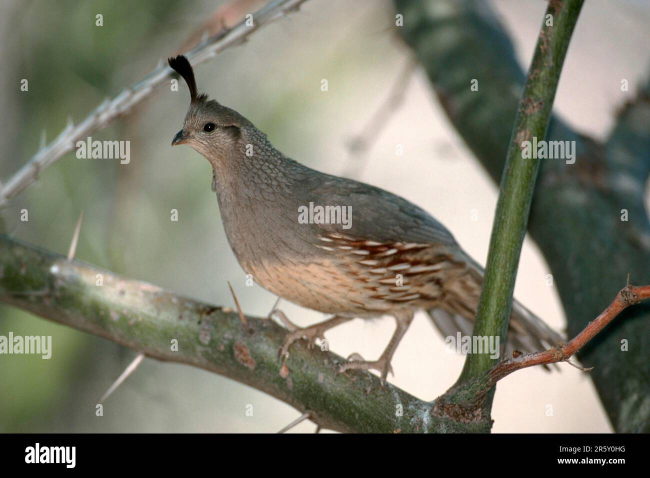 Gambel's quail sonora desert hi-res stock photography and images - Alamy