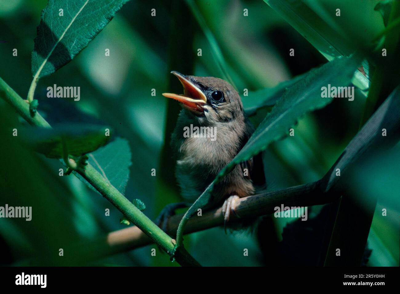 Young Reed Warbler (Acrocephalus scirpaceus), young bird, freshly ...