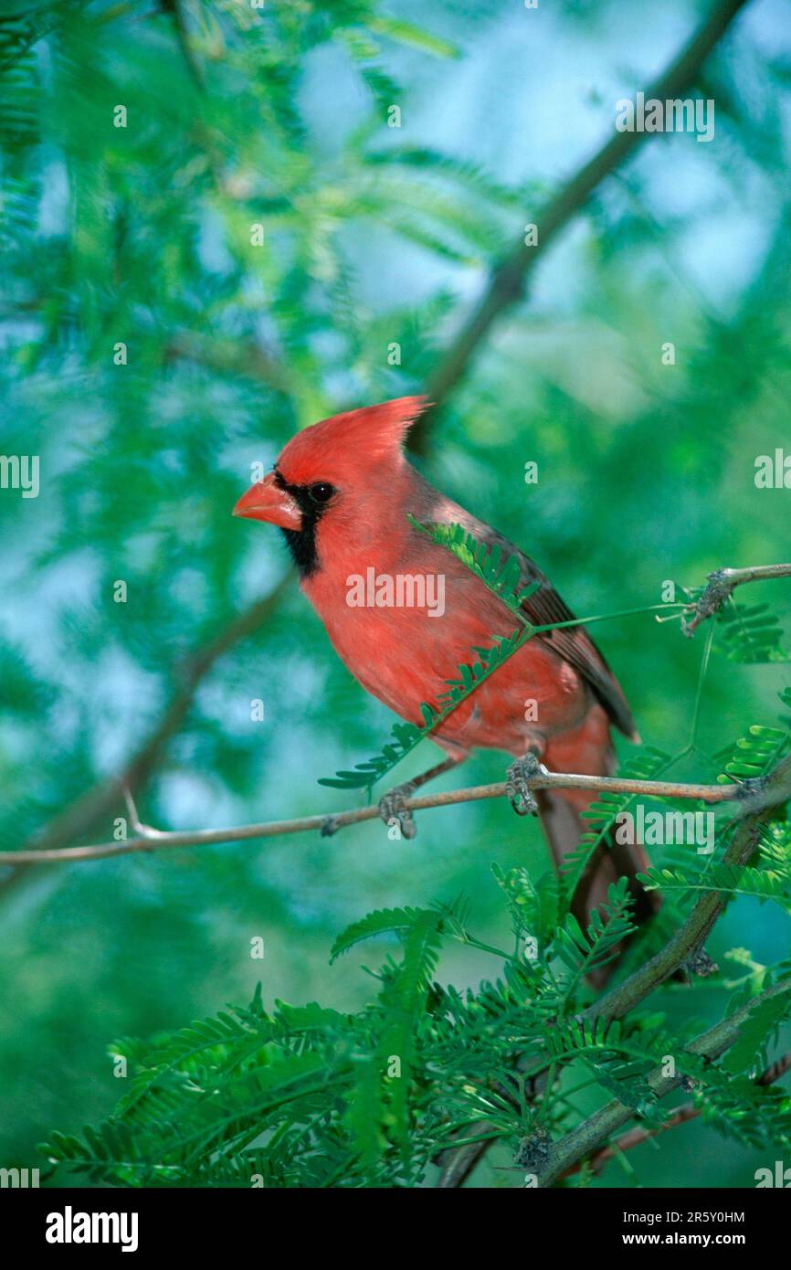 Common Cardinal (Cardinalis cardinalis), male, Sonora desert, Arizona ...