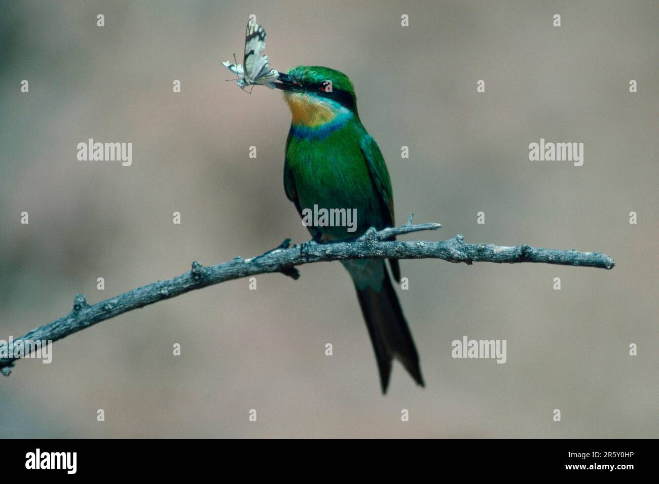 Swallow-tailed Bee-eater (Merops hirundineus), Kalahari Gemsbok Park, South Africa Stock Photo ...