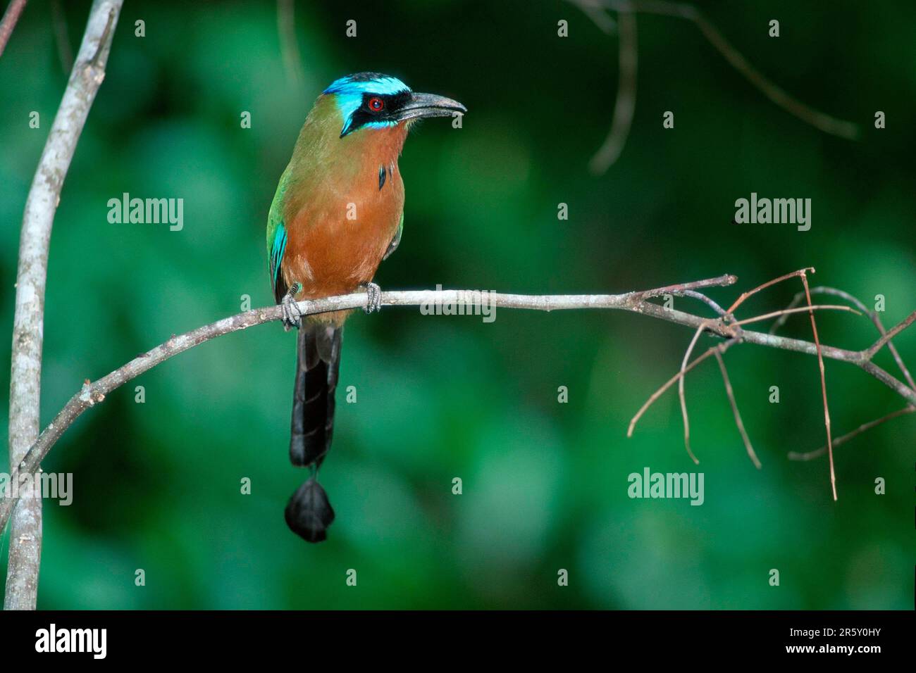 American motmot hi-res stock photography and images - Alamy