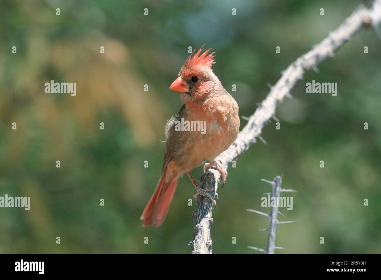 Young common northern cardinal (Cardinalis cardinalis), Sonoran Desert ...
