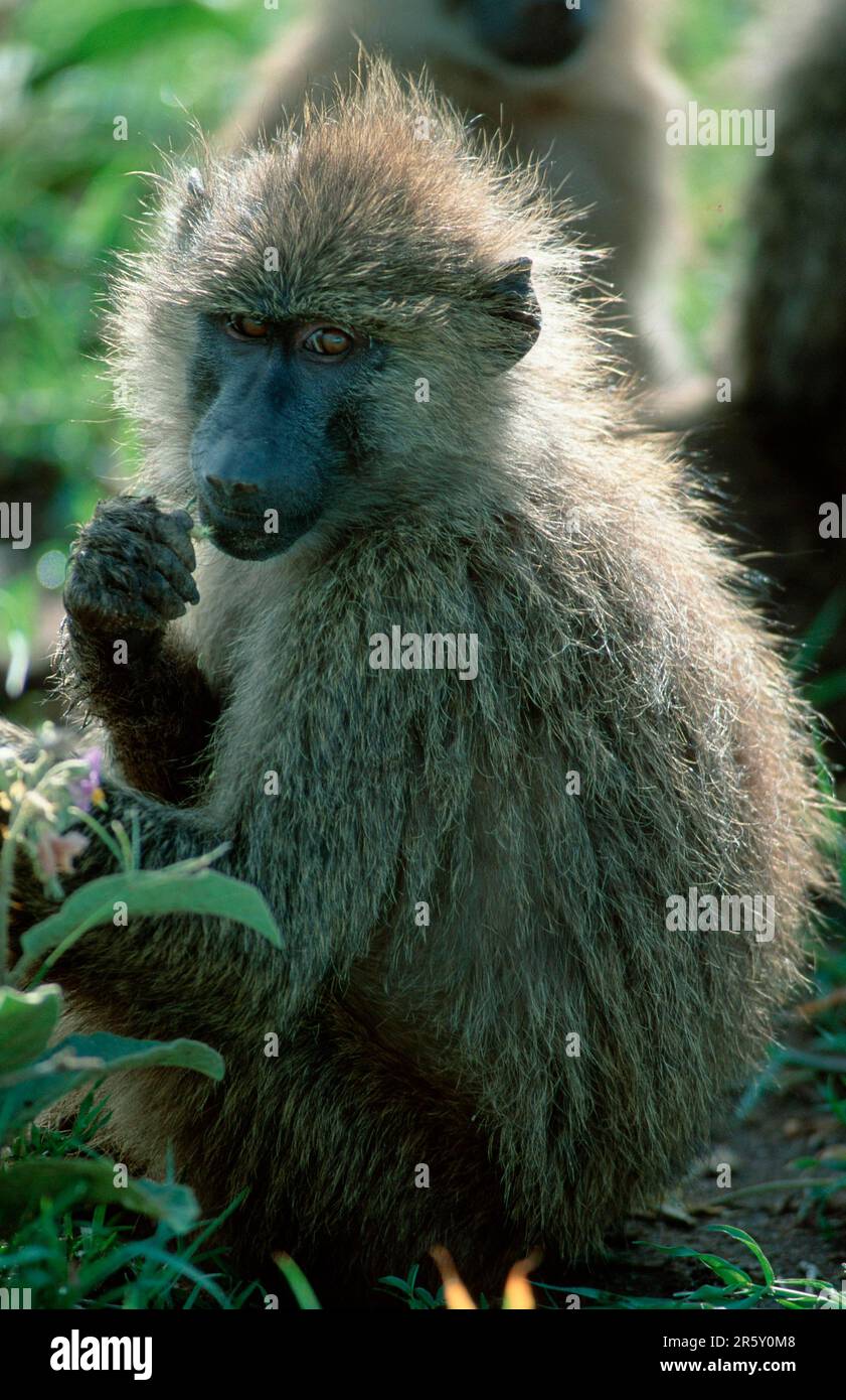 Papio cynocephalus anubis hi-res stock photography and images - Alamy