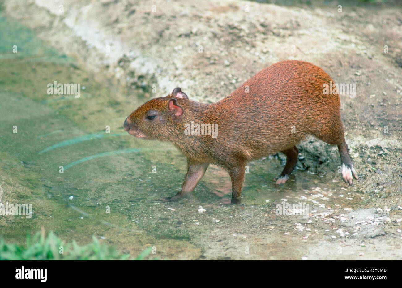 Central American (Agouti) (Dasyprocta punctatus Stock Photo - Alamy