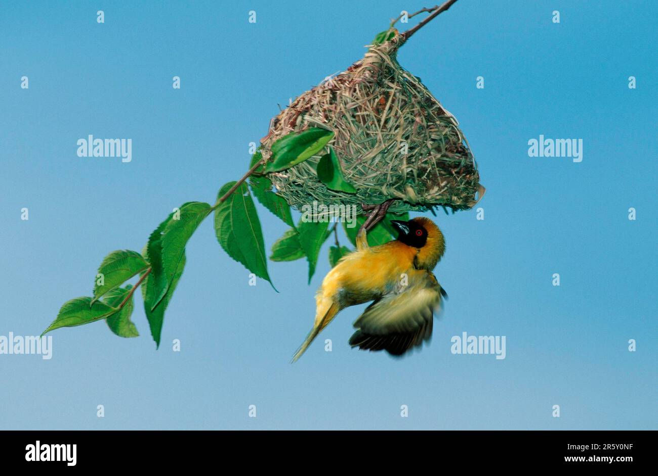 African Masked Weaver (Ploceus velatus), male courting at nest ...