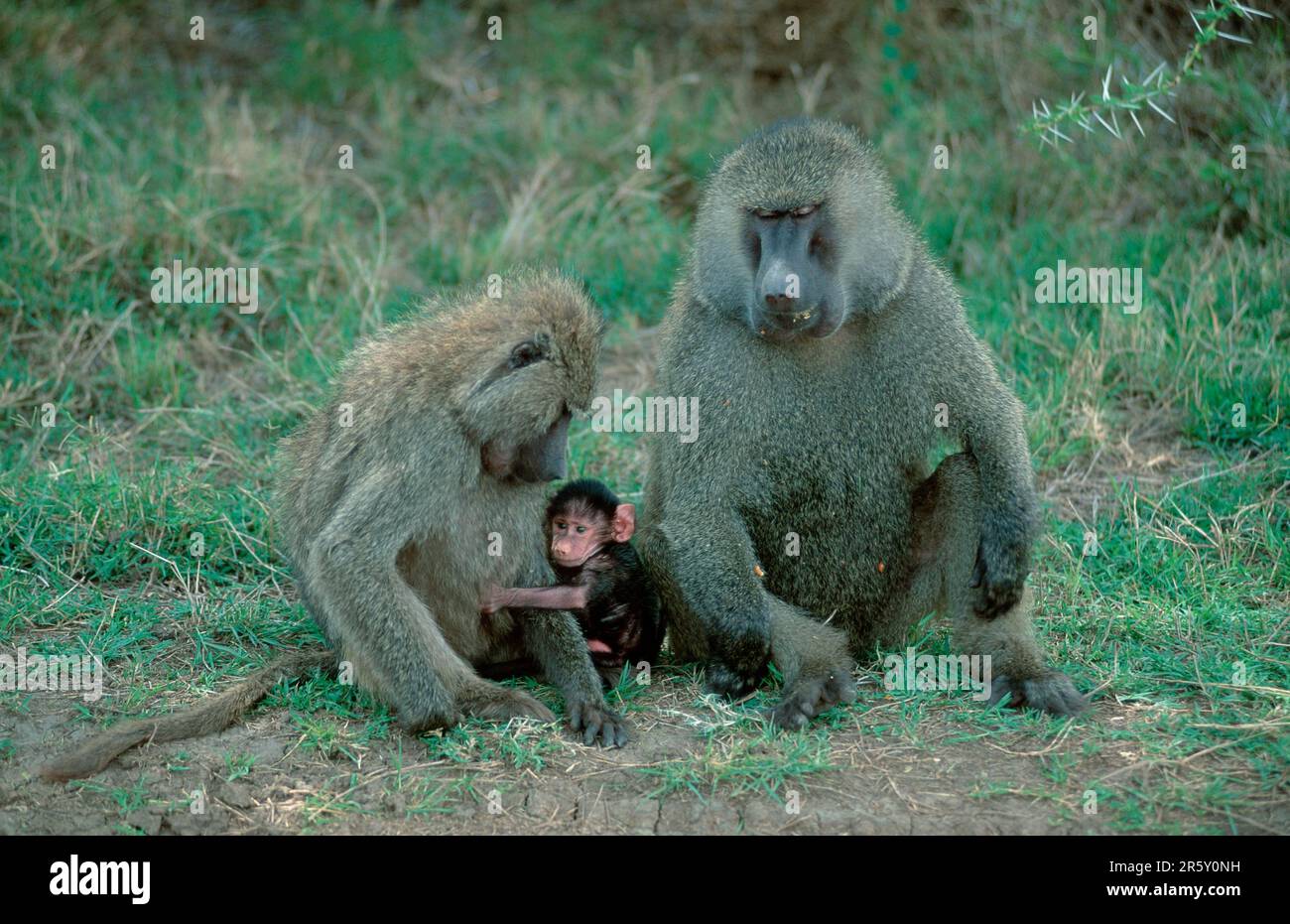 Anubis Baboons (Papio anubis), pair with young, Samburu game reserve ...