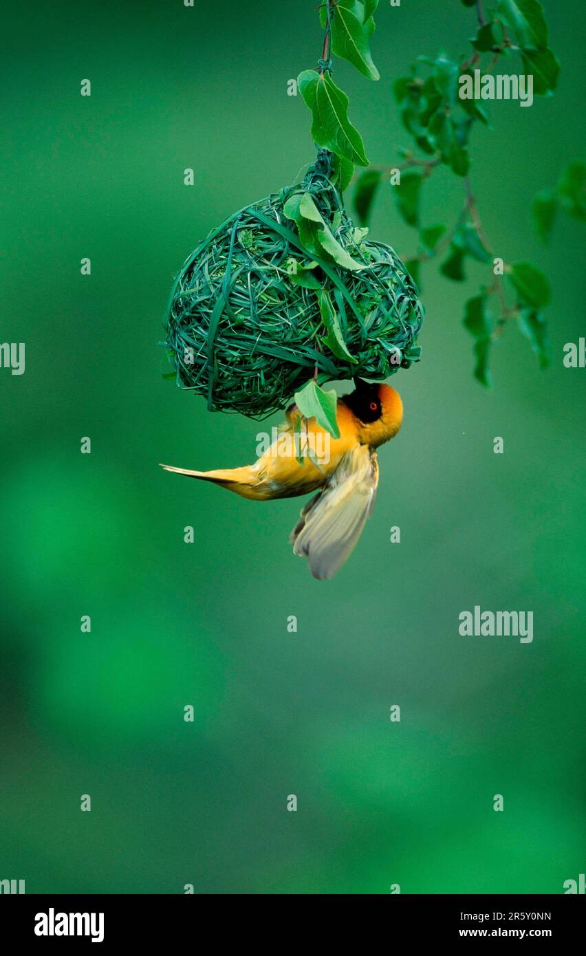 African Masked Weaver (Ploceus velatus), male courting at nest ...