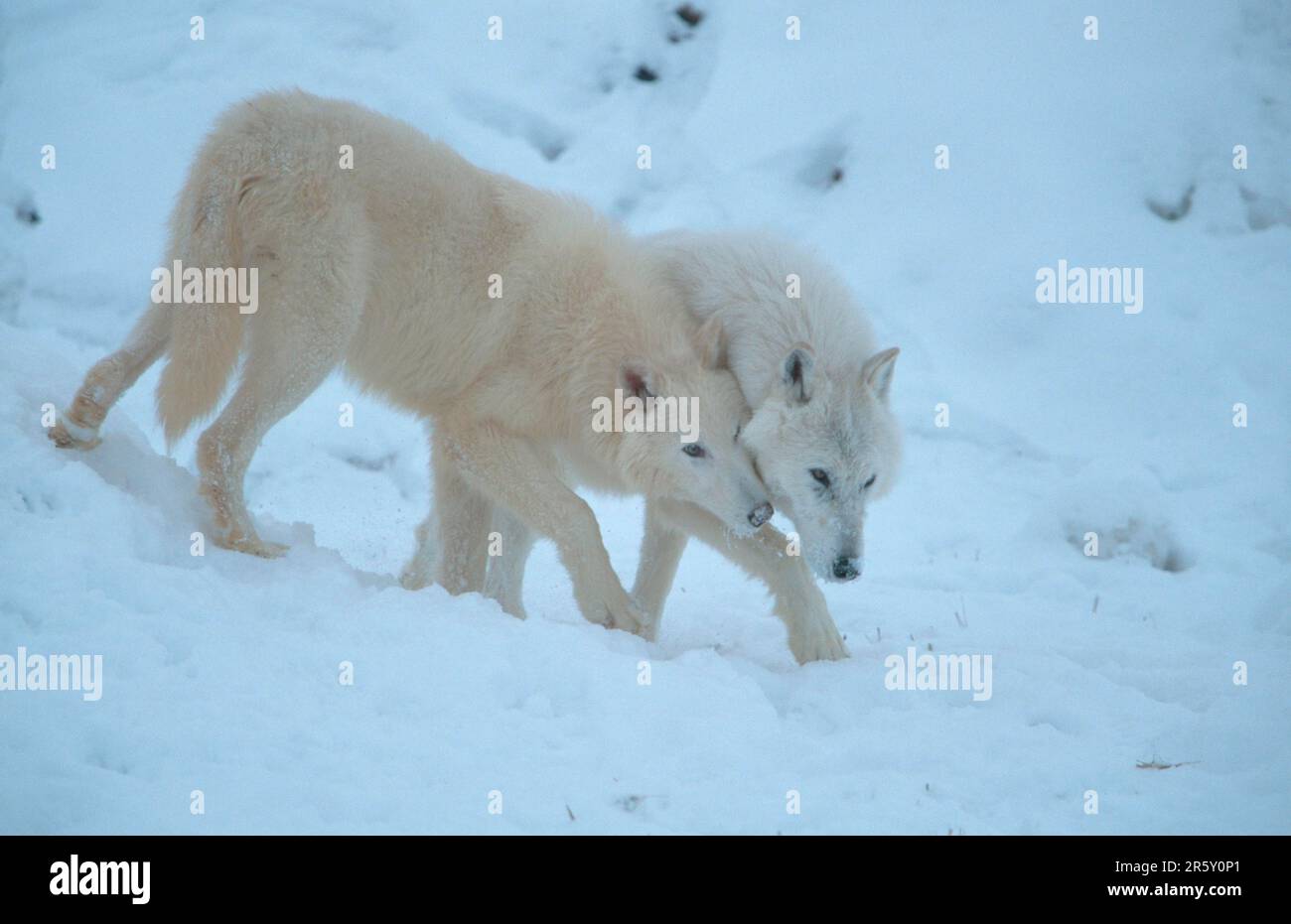 White gray wolves (Canis lupus), page Stock Photo - Alamy