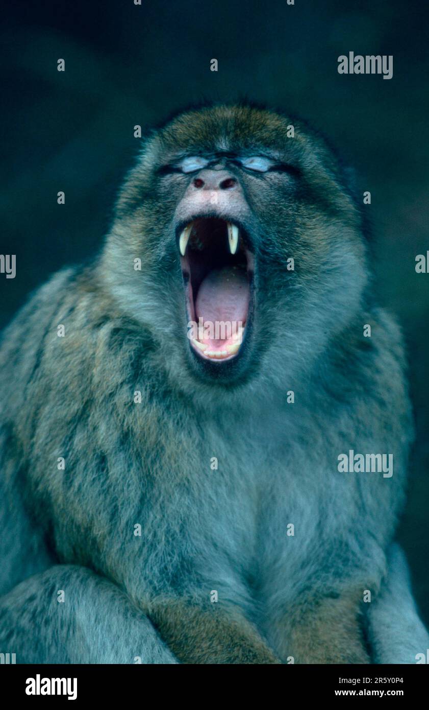 Barbary Monkey, yawning (Macaca silvanus Stock Photo - Alamy