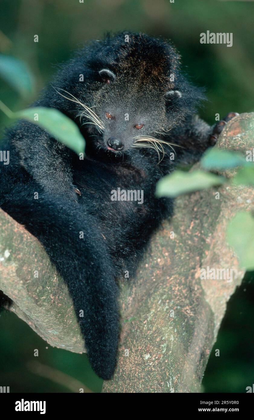 Bear-cat (Arctictis binturong Stock Photo - Alamy