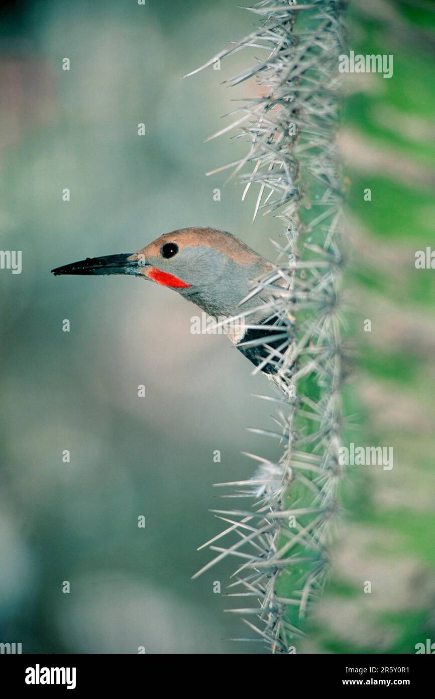 Common Flicker looking out of Saguaro cactus, Sonora desert, Arizona ...