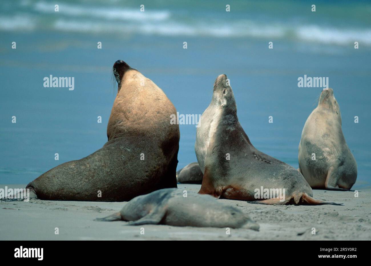 Australian Sea Lions (Neophoca cinerea), bull with harem, Kangaroo ...