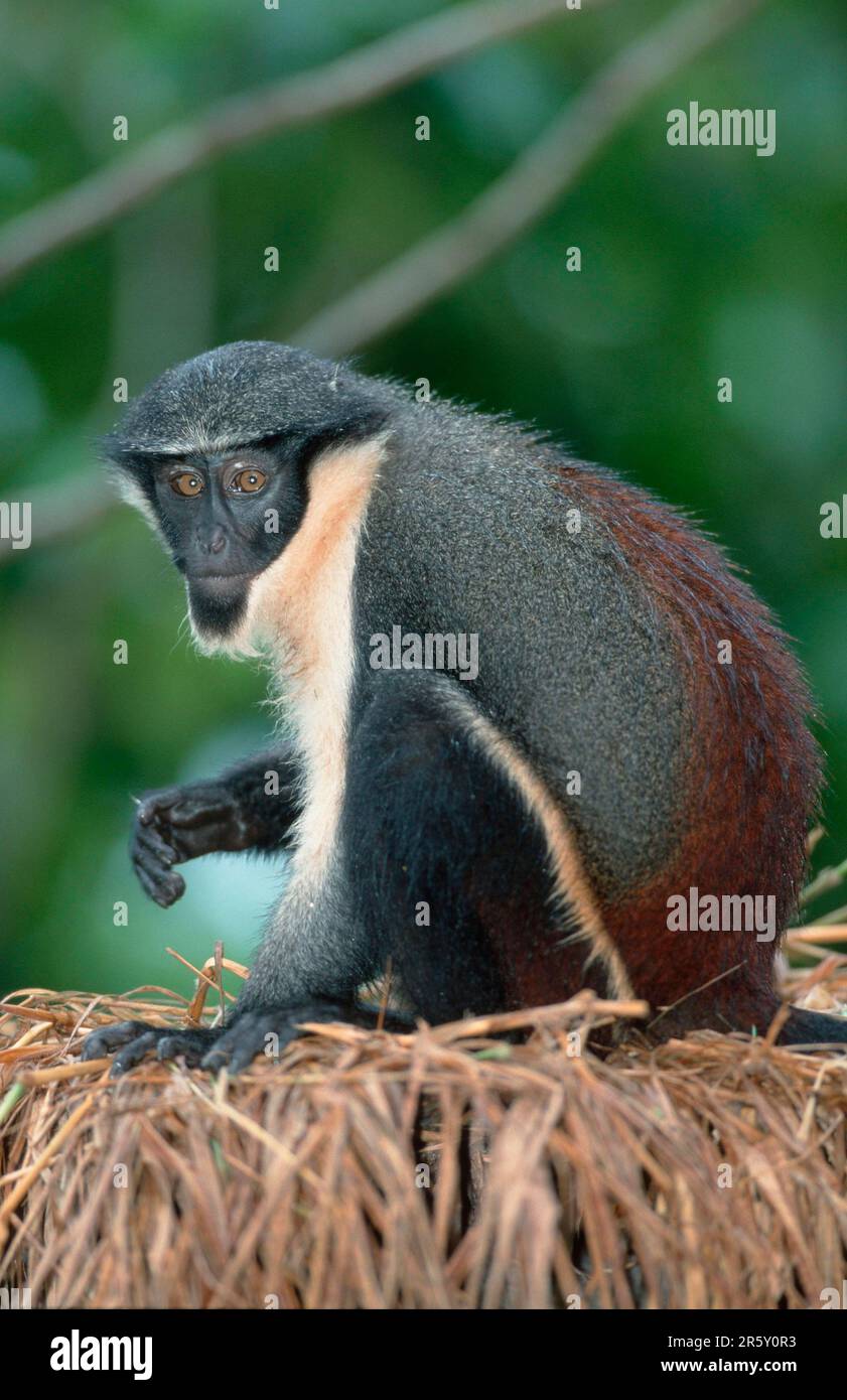 Diana monkey (Cercopithecus diana Stock Photo - Alamy
