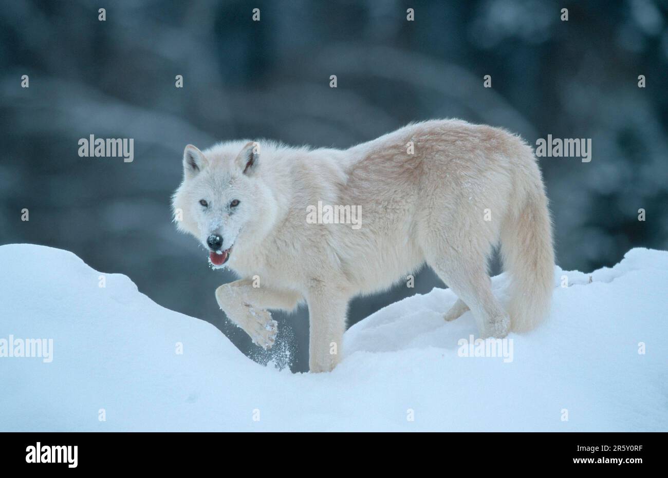 White american wolf hi-res stock photography and images - Alamy