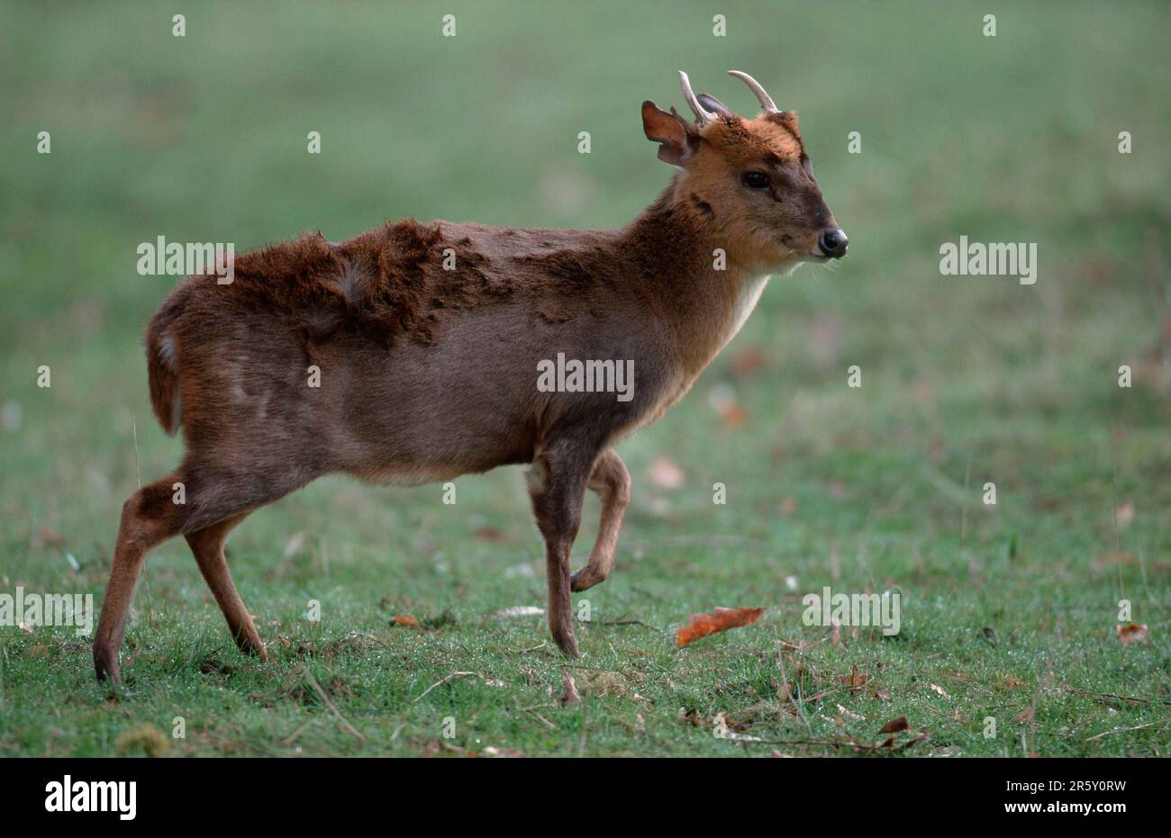 Chinese Muntjak, male (Muntiacus muntjak reevesi), Chinese Muntjak ...