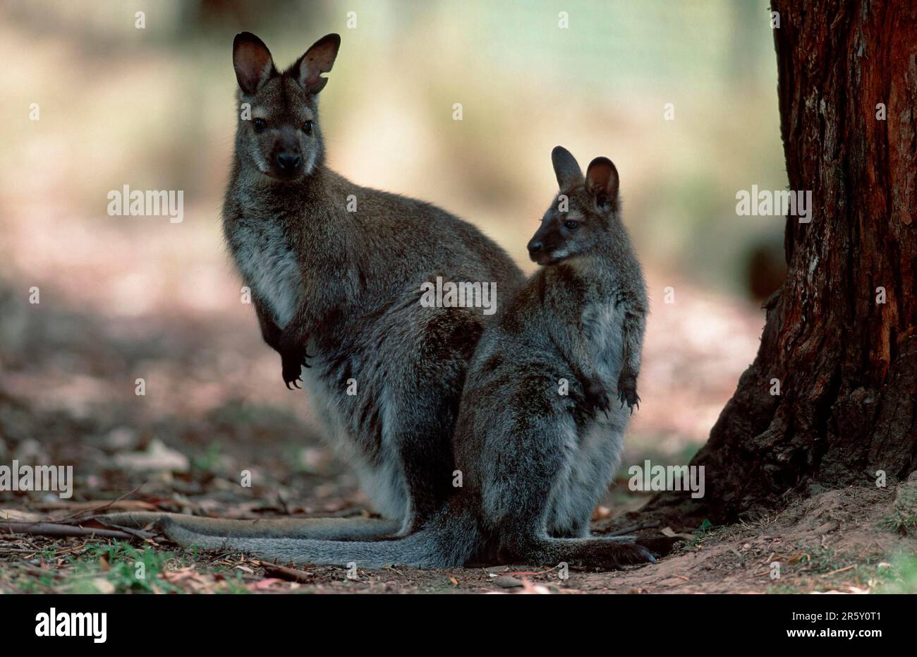 Common Wallaroo (Macropus robustus) with young, Australia Stock Photo - Alamy