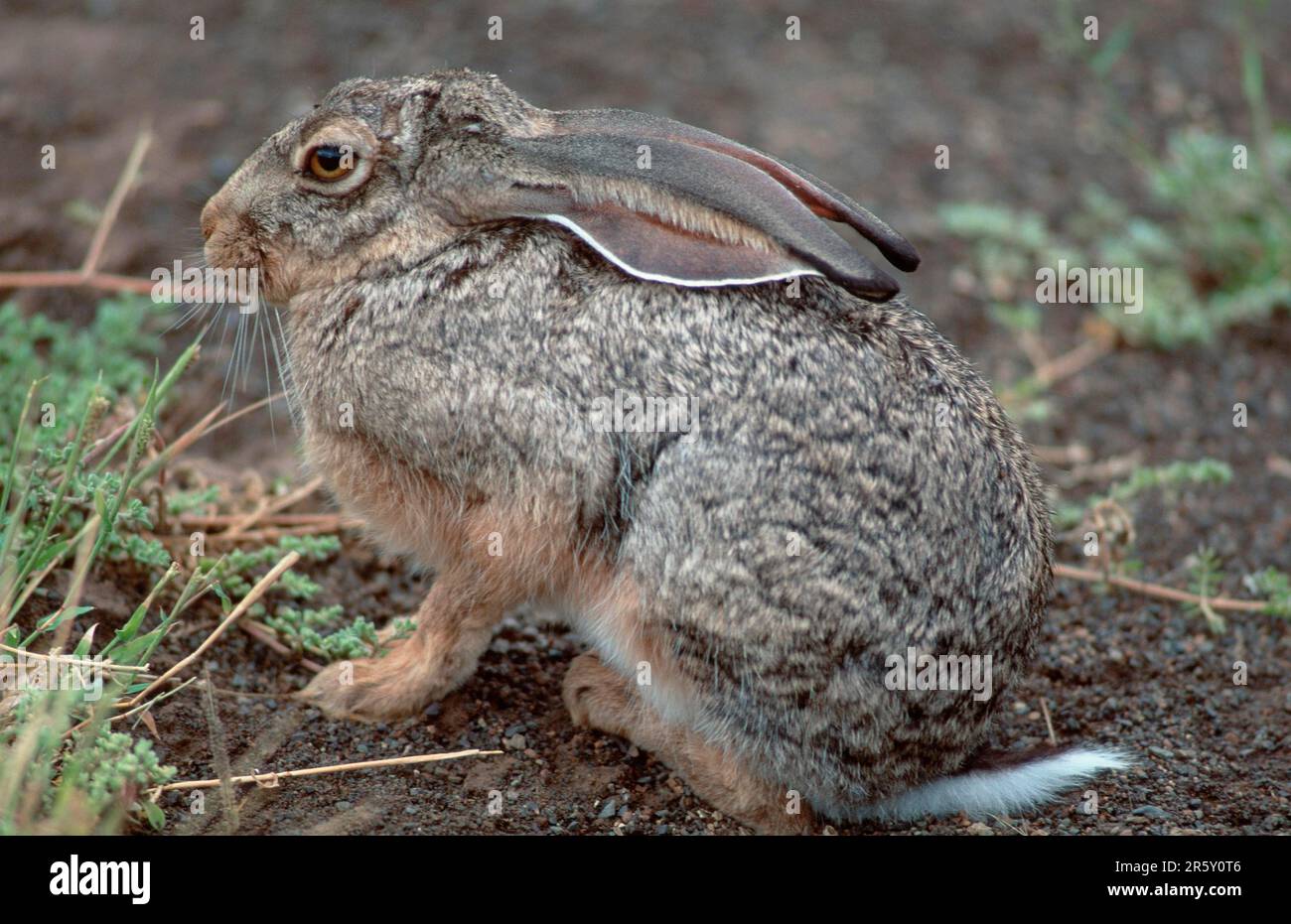 Scrub hare (Lepus saxatilis), Karoo National Park, South Africa Stock ...
