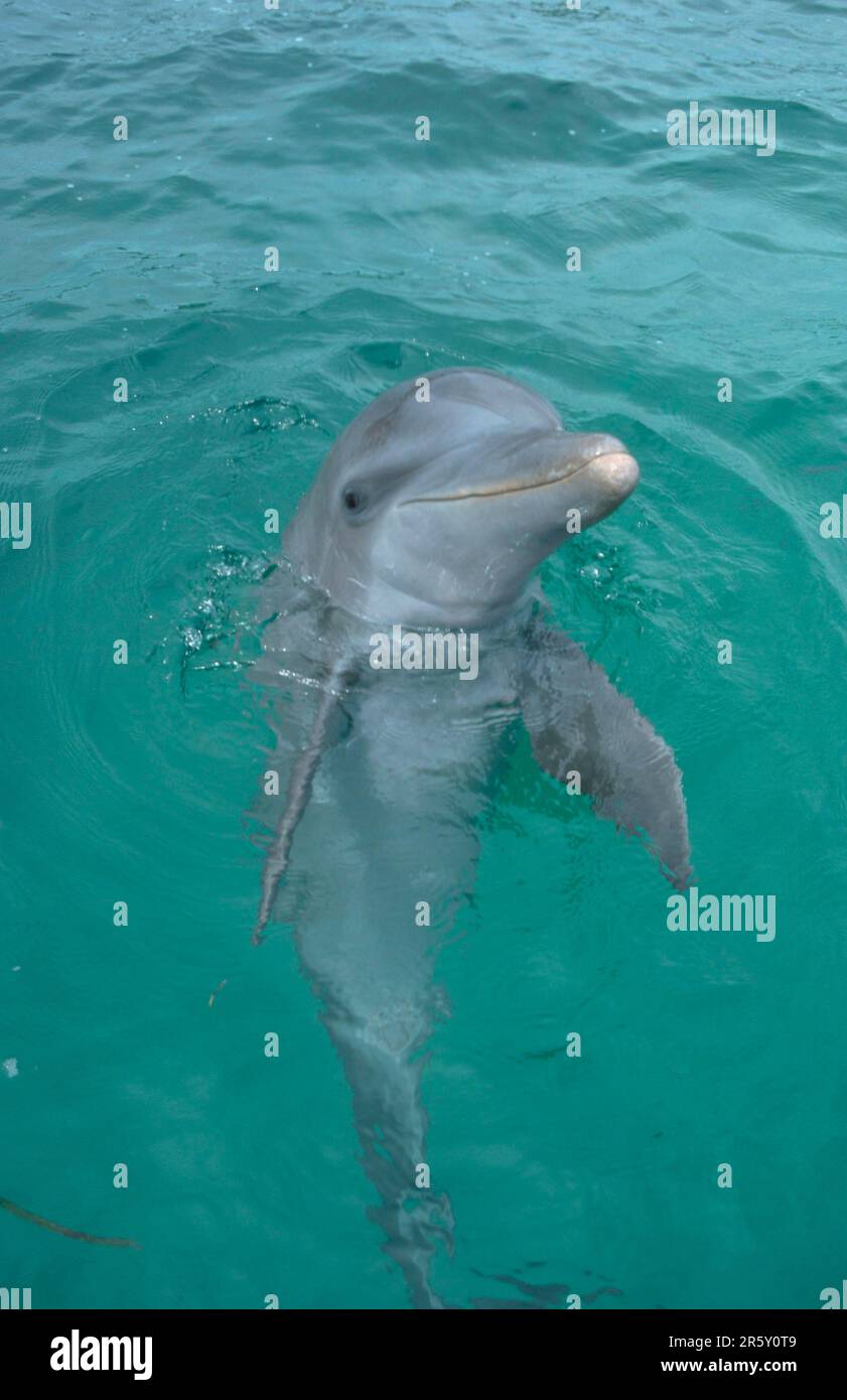 Bottlenose Dolphin (Tursiops truncatus), Caribbean, Honduras ...