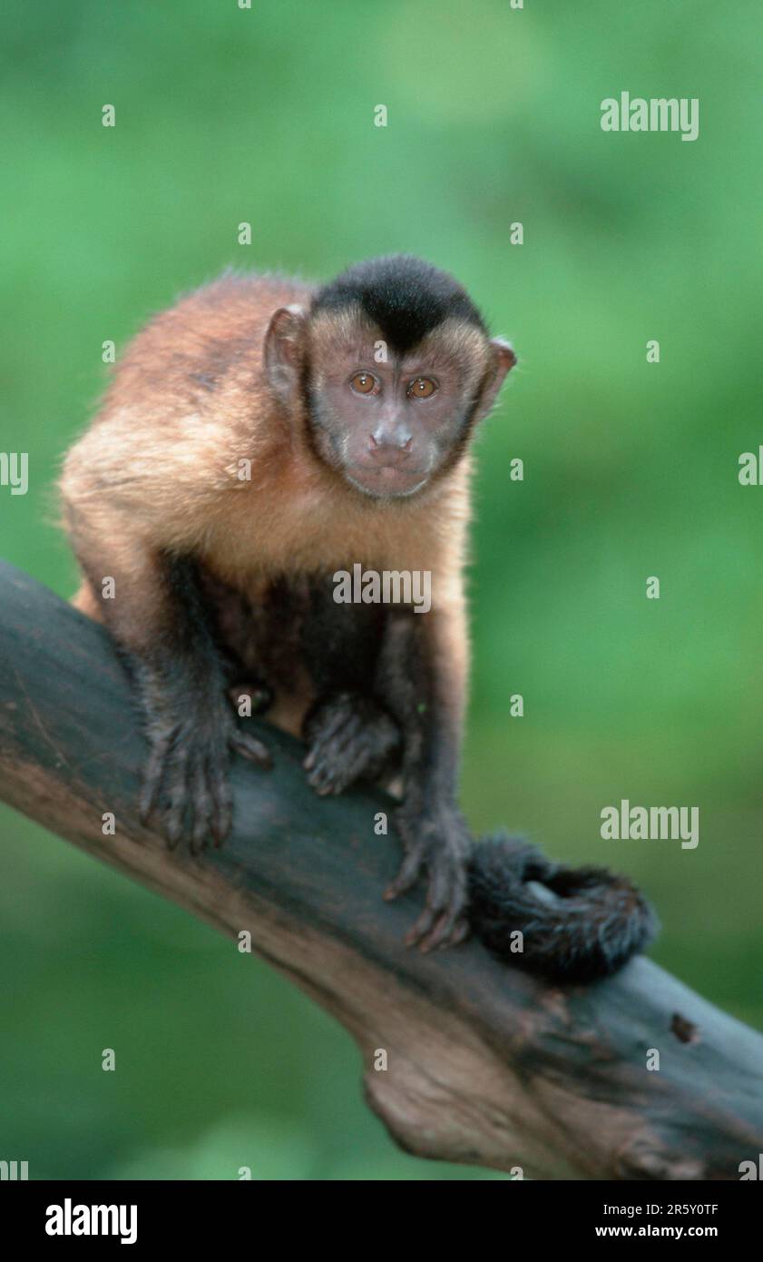 Weeping Capuchin (Cebus nigrivittatus Stock Photo - Alamy