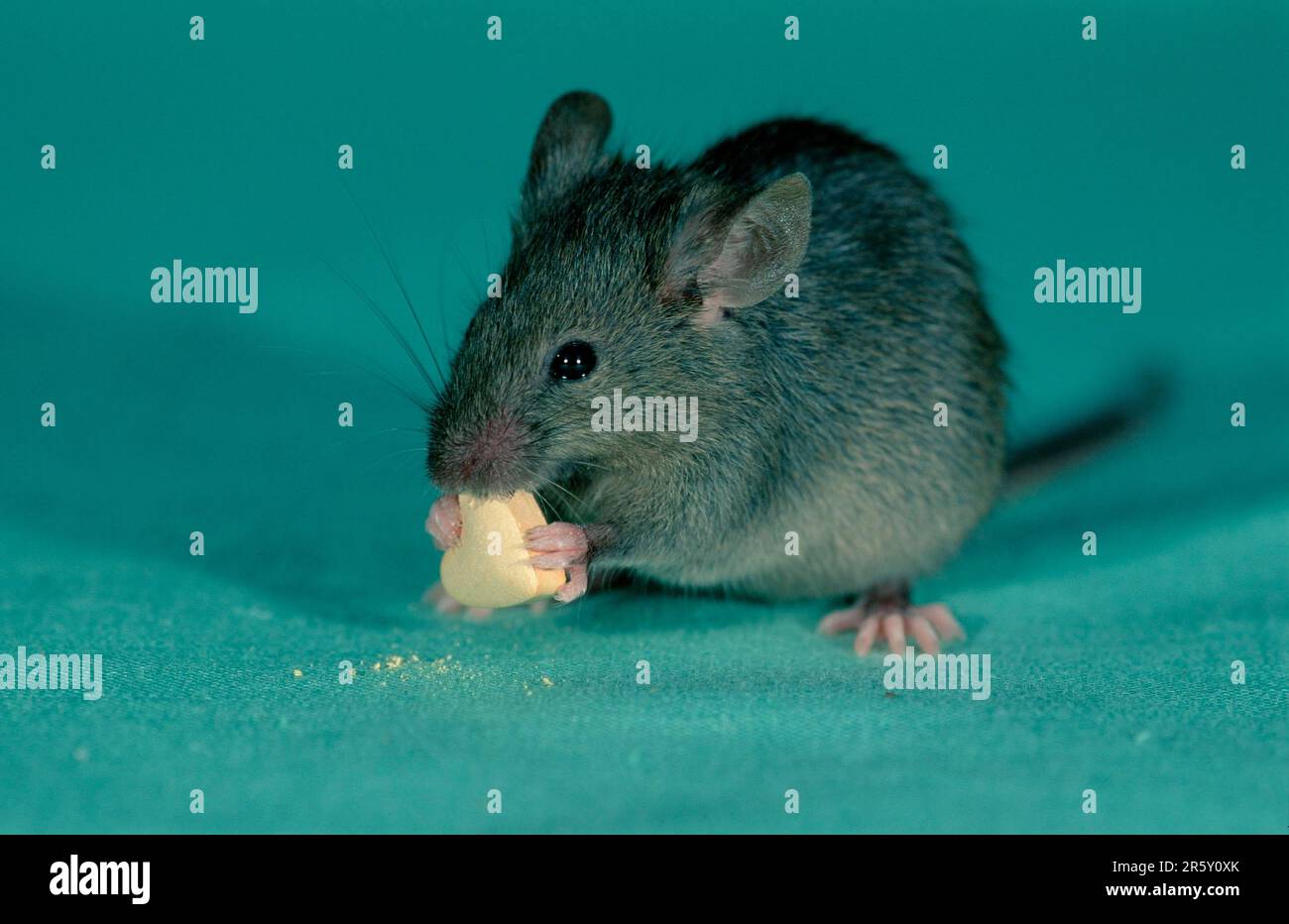 Mus musculus germany hi-res stock photography and images - Alamy