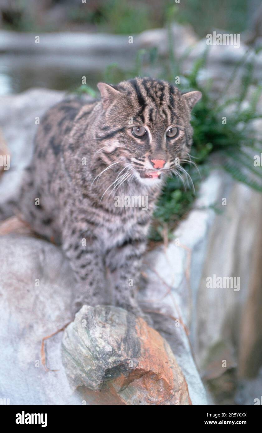 Felis viverrinus hi-res stock photography and images - Alamy