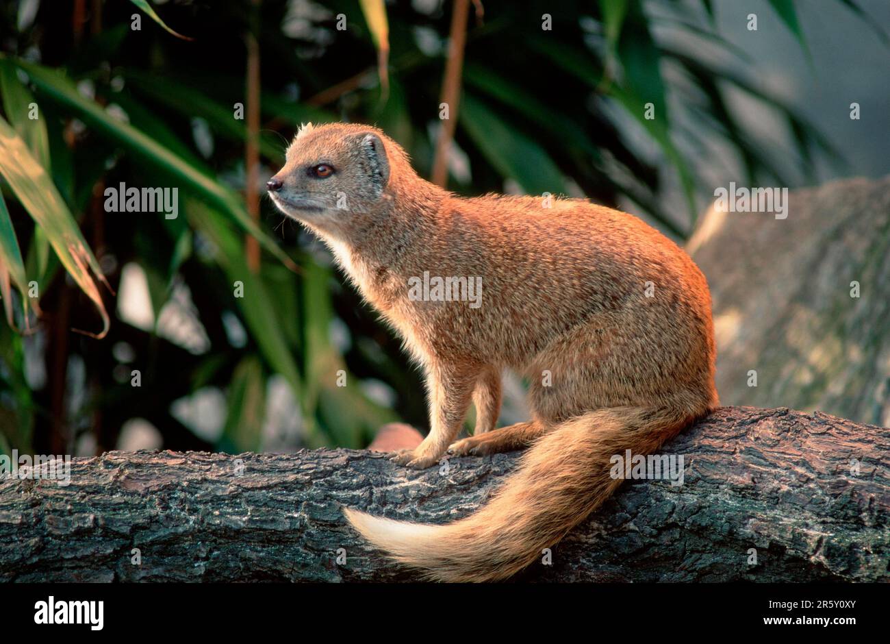 Yellow yellow mongoose (Cynictis penicillata), side Stock Photo - Alamy