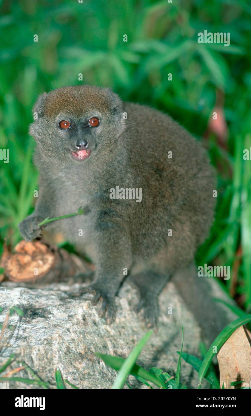 Grey Bamboo eastern lesser bamboo lemur (Hapalemur griseus), Grey ...