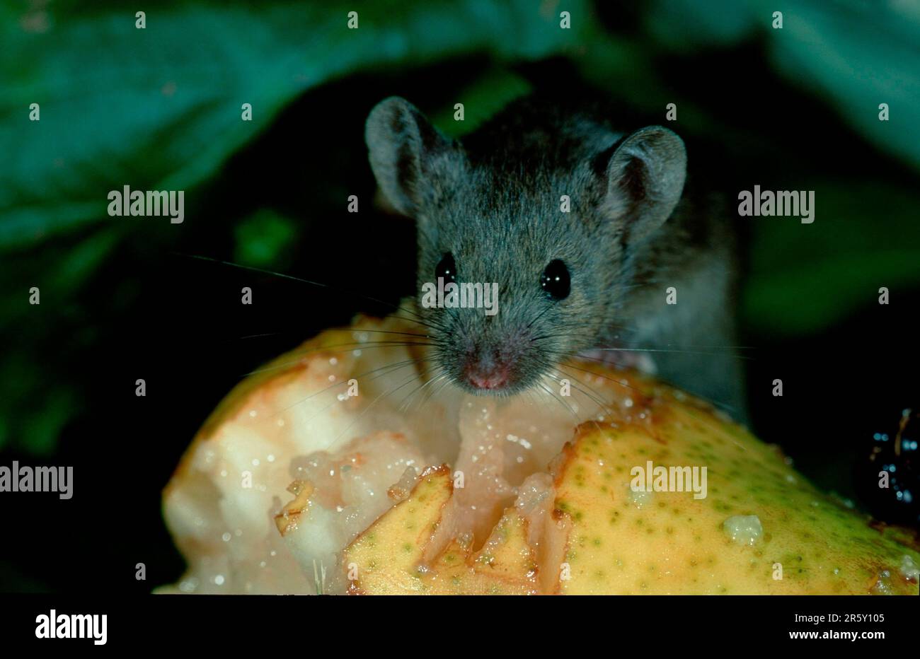 House Mouse (Mus musculus) eating pear, house mouse eats pear, Germany ...