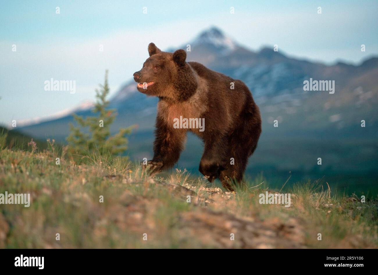 Grizzly bear (Ursus arctos horribilis Stock Photo - Alamy