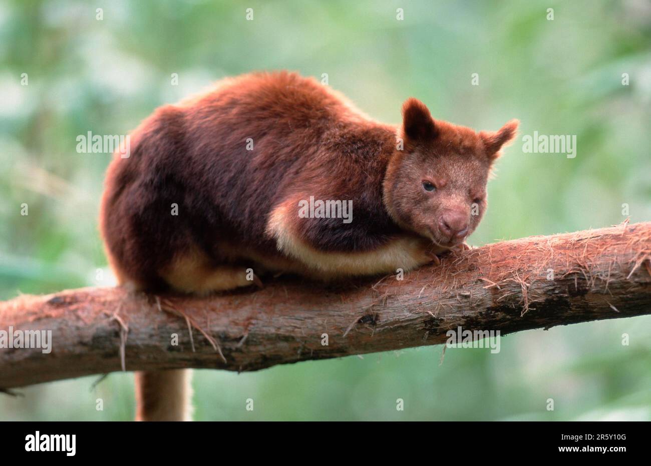 Goodfellow's Tree Kangaroo (Dendrolagus goodfellowi buergersi Stock ...