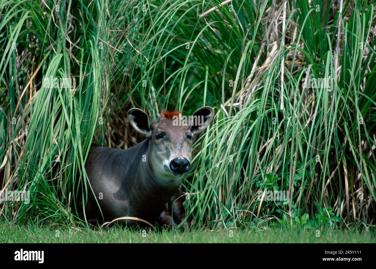 Yellow-backed Duiker (Cephalophus sylvicultor Stock Photo - Alamy