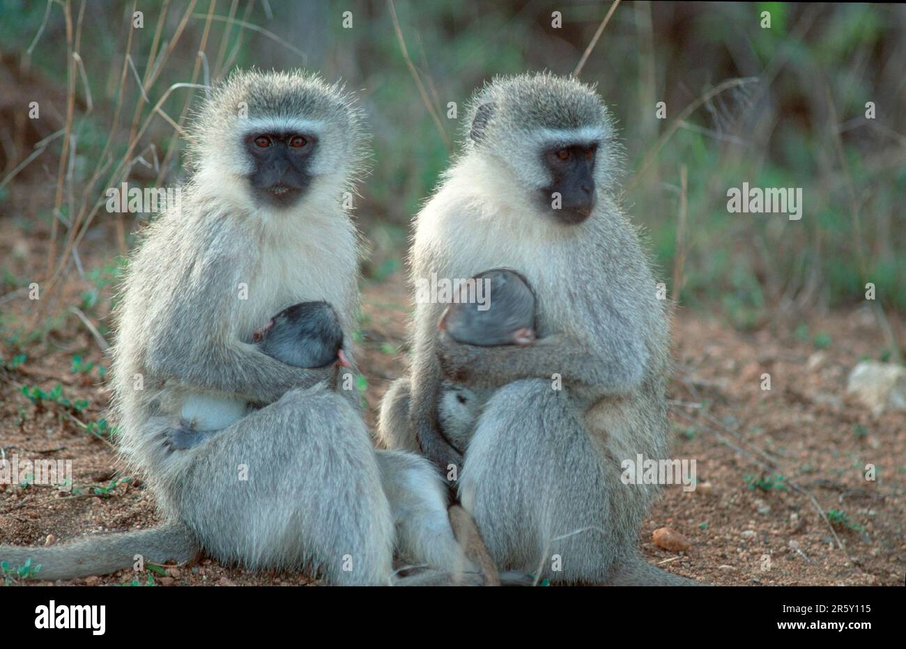 Grass Monkeys, females nursing young, Kruger national park, South ...