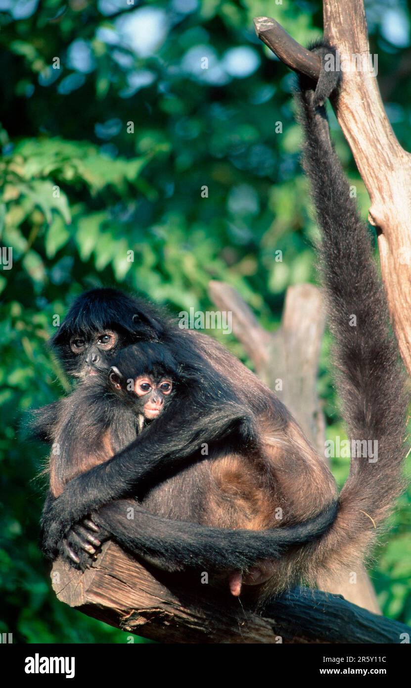 Black-handed (Ateles geoffroyi) Spider Monkeys, female with young Stock ...
