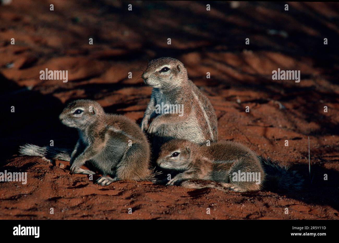 Cape ground squirrel (Xerus inauris) with young in burrow, Kalahari ...